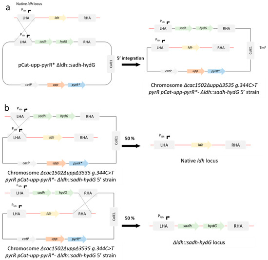 Improvement of the Genome Editing Tools Based on 5FC/5FU Counter ...