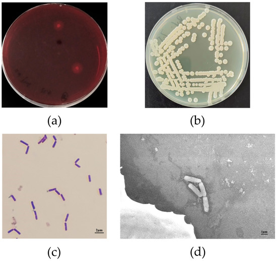 Whole-Genome Analysis of Termite-Derived Bacillus velezensis BV-10 and ...
