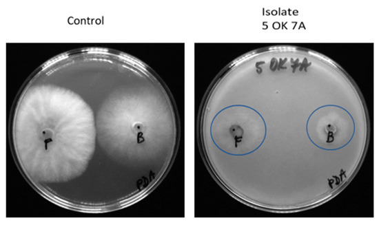Plant Growth-Promoting Endophytic Bacteria Isolated from Miscanthus ...