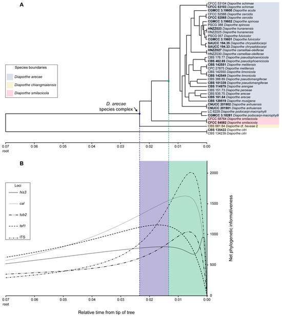 Diaporthe Species on Palms: Molecular Re-Assessment and Species ...