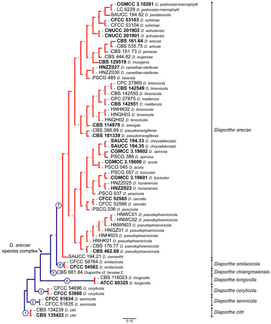 Microorganisms | Free Full-Text | Diaporthe Species on Palms: Molecular ...