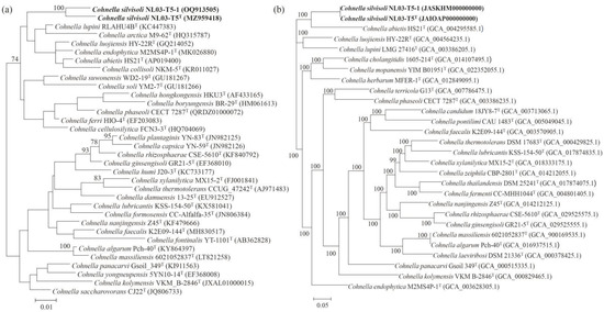 Pan-Genome Analyses of the Genus Cohnella and Proposal of the Novel ...