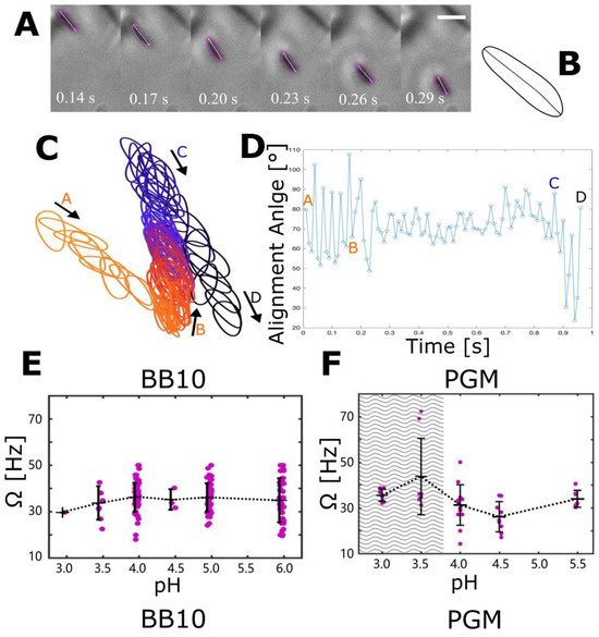 Microorganisms | Free Full-Text | Unraveling the Intertwined Effect of ...