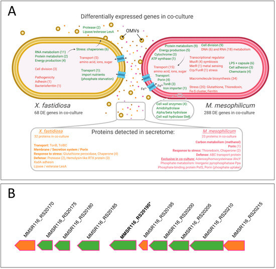 Transcriptome and Secretome Analyses of Endophyte Methylobacterium ...