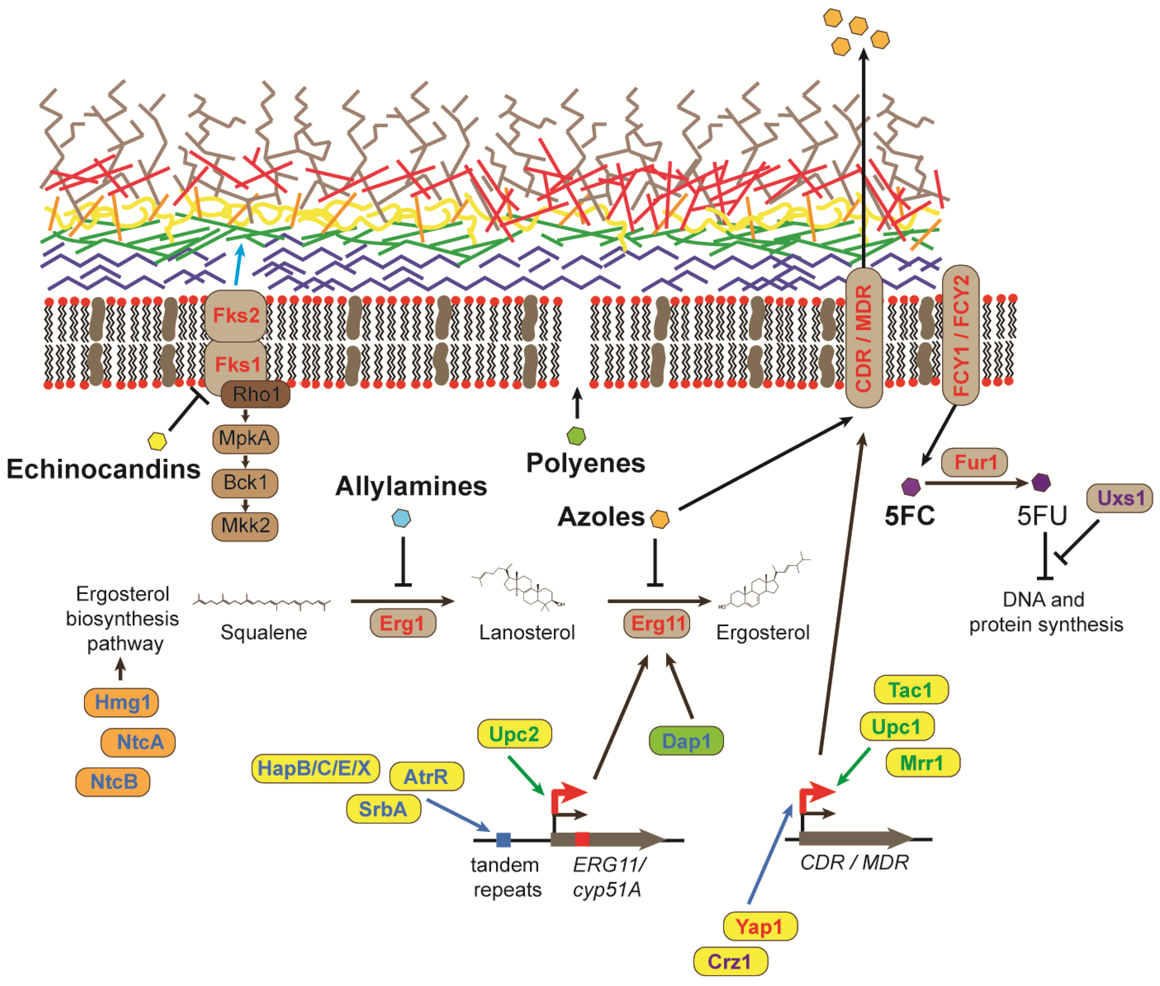 The Microevolution of Antifungal Drug Resistance in Pathogenic Fungi