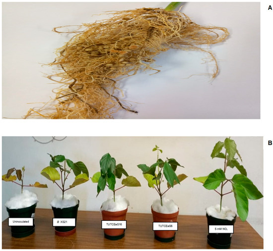 Symbiotic Functioning and Photosynthetic Rates Induced by Rhizobia ...