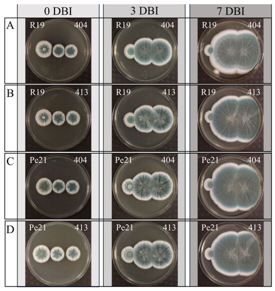 Avirulent Isolates of Penicillium chrysogenum to Control the Blue Mold ...