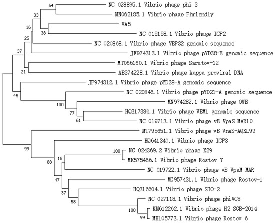 Isolation and Characterization of Bacteriophage VA5 against Vibrio alginolyticus