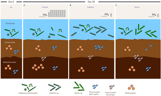 Interactions between Cyanobacteria and Methane Processing Microbes ...