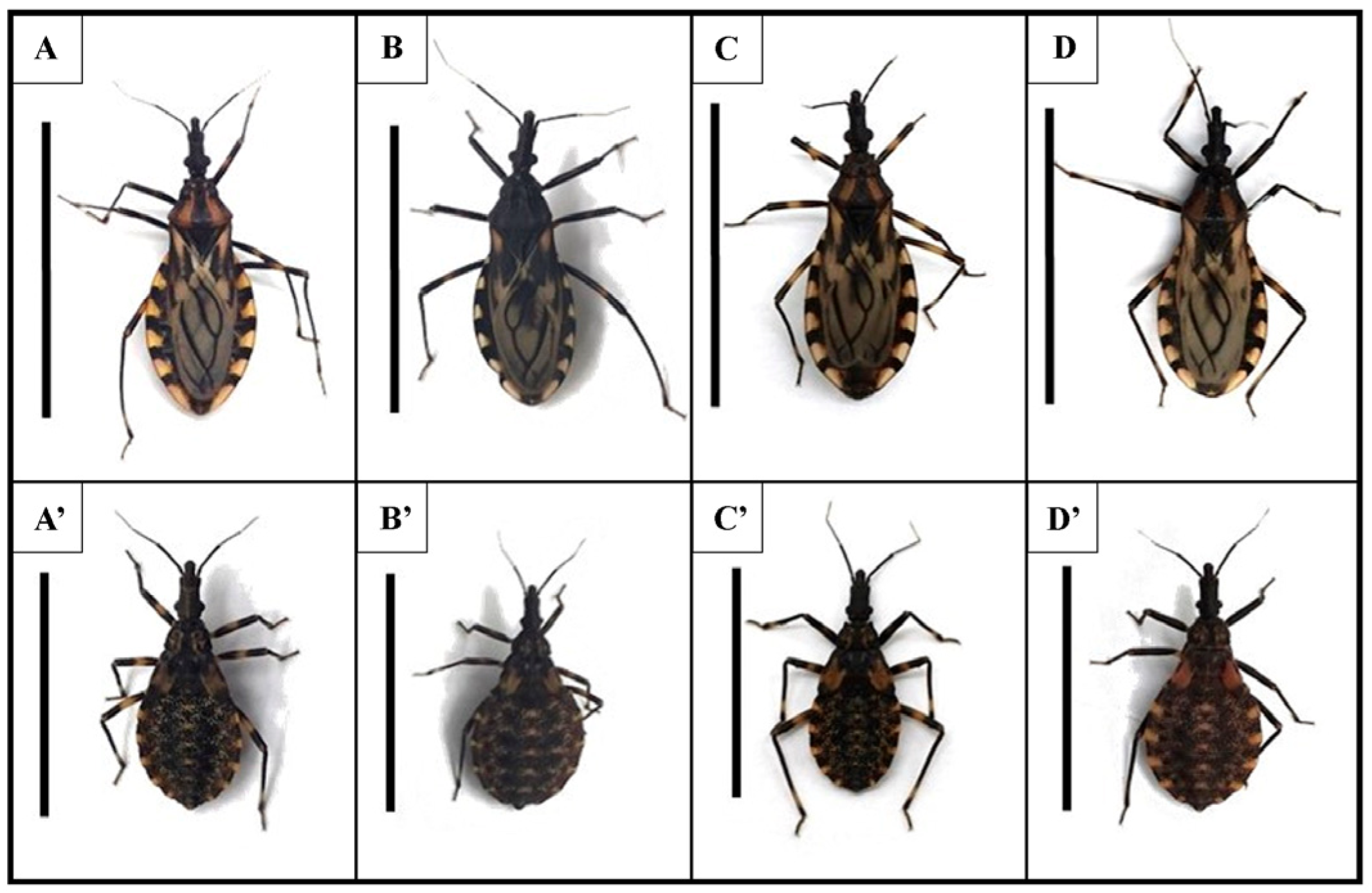 Experimental Hybrids of the Triatoma brasiliensis Species Complex Show ...