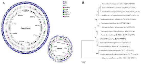 Arsenic Removal via the Biomineralization of Iron-Oxidizing Bacteria ...