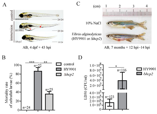 Roles of Hcp2, a Hallmark of T6SS2 in Motility, Adhesive Capacity, and ...