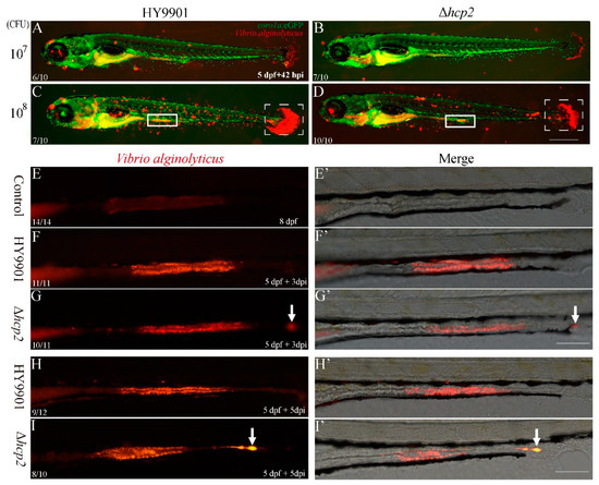 Roles of Hcp2, a Hallmark of T6SS2 in Motility, Adhesive Capacity, and ...
