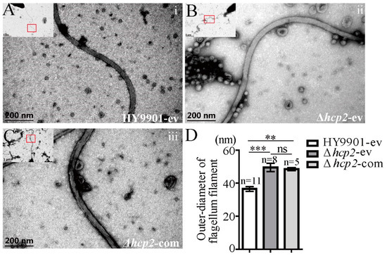 Roles of Hcp2, a Hallmark of T6SS2 in Motility, Adhesive Capacity, and ...