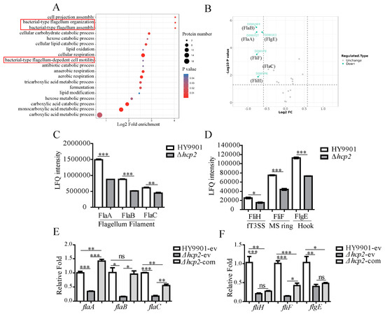 Roles of Hcp2, a Hallmark of T6SS2 in Motility, Adhesive Capacity, and ...