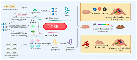 Microorganisms | Free Full-Text | Phosphate-Solubilizing Bacteria: Advances in Their Physiology ...