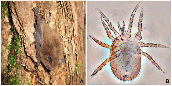 The Mite Steatonyssus periblepharus Is a Novel Potential Vector of the ...