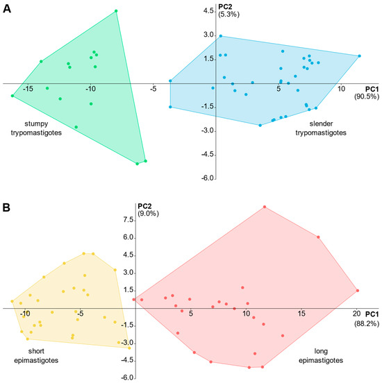 The Mite Steatonyssus periblepharus Is a Novel Potential Vector of the ...