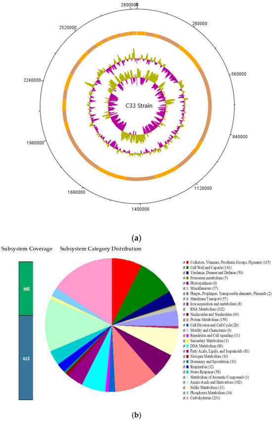 Unveiling the Probiotic Potential of the Anaerobic Bacterium ...