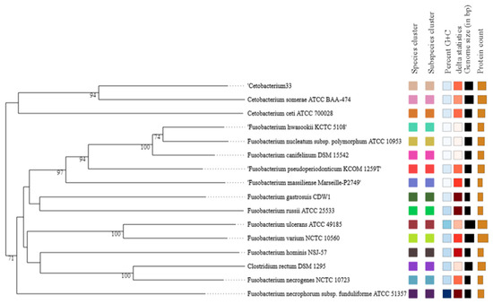Unveiling the Probiotic Potential of the Anaerobic Bacterium ...