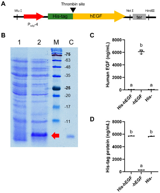 Exploring and Engineering Novel Strong Promoters for High-Level Protein Expression in Bacillus ...