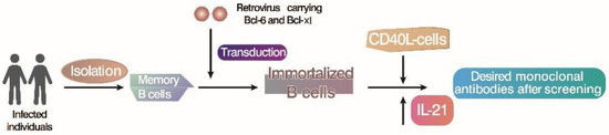 The Research Progress on Immortalization of Human B Cells