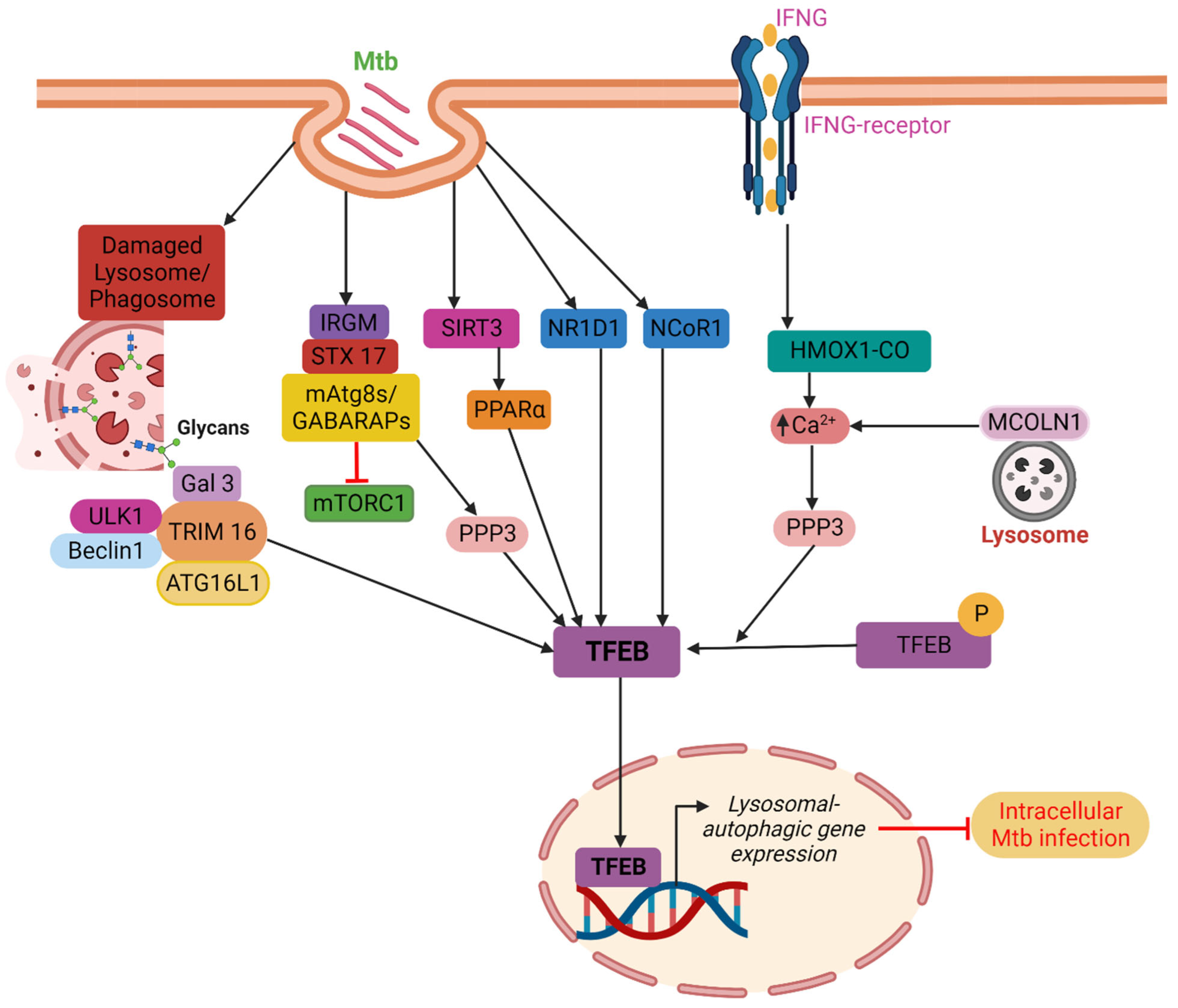 Microorganisms | Free Full-Text | Differential Regulation of TFEB ...