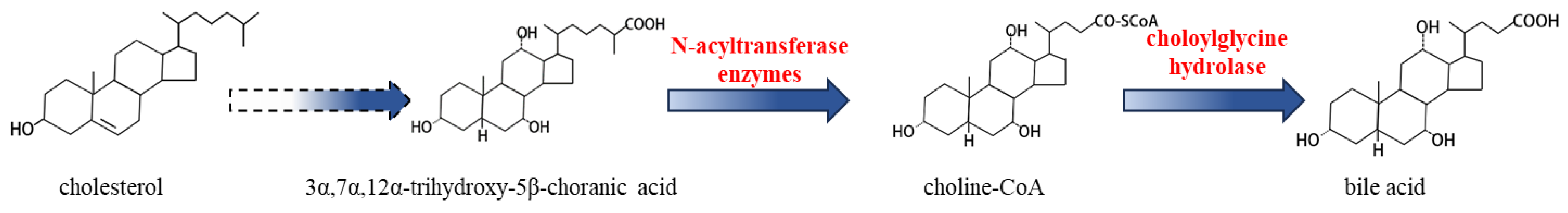 Biodegradation of Cholesterol by Enterococcus faecium YY01