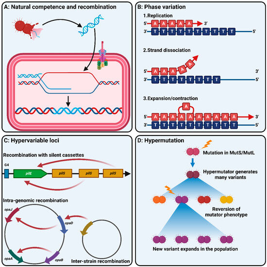 Microevolution and Its Impact on Hypervirulence, Antimicrobial ...