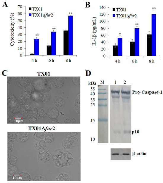 The Mutation of the DNA-Binding Domain of Fur Protein Enhances the ...