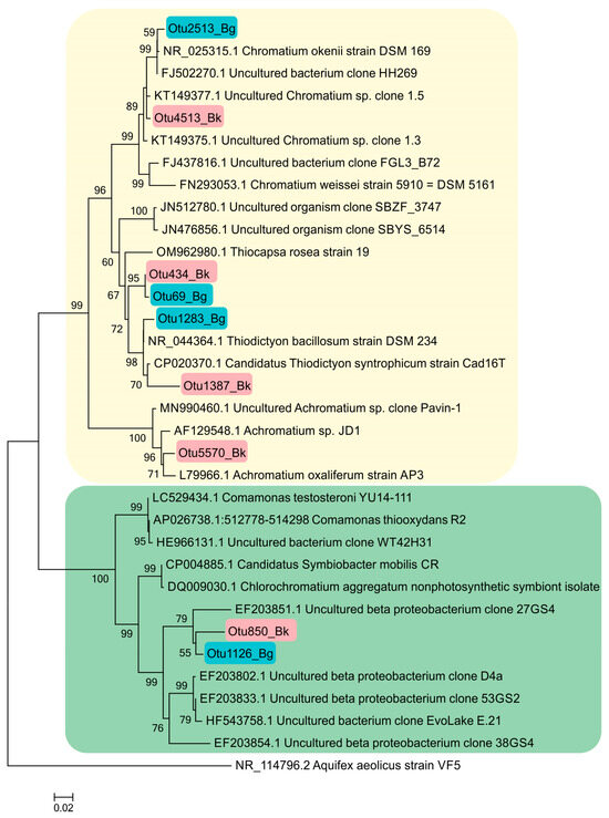 Microorganisms | Free Full-Text | A Novel View of the Diversity of ...