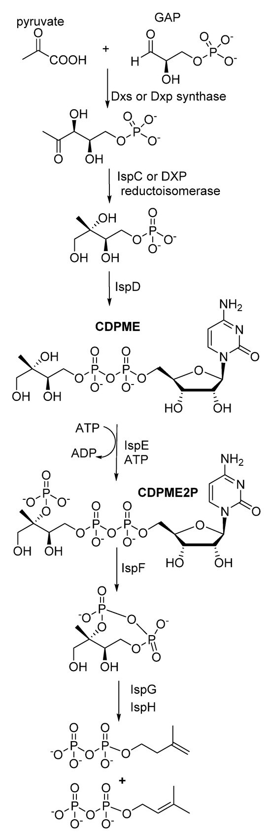 Investigating Novel IspE Inhibitors of the MEP Pathway in Mycobacterium