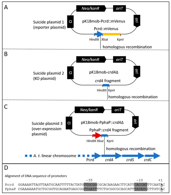 Genetic Engineering of Agrobacterium Increases Curdlan Production ...