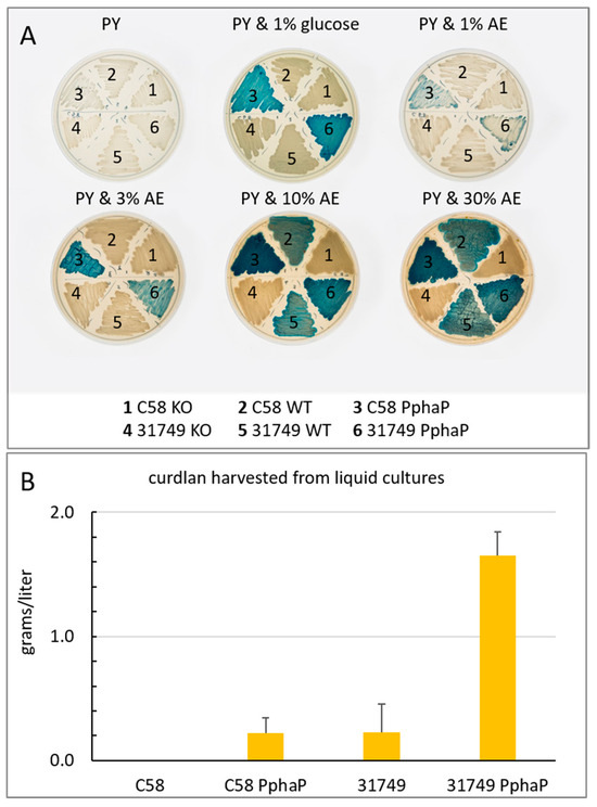 Genetic Engineering of Agrobacterium Increases Curdlan Production ...