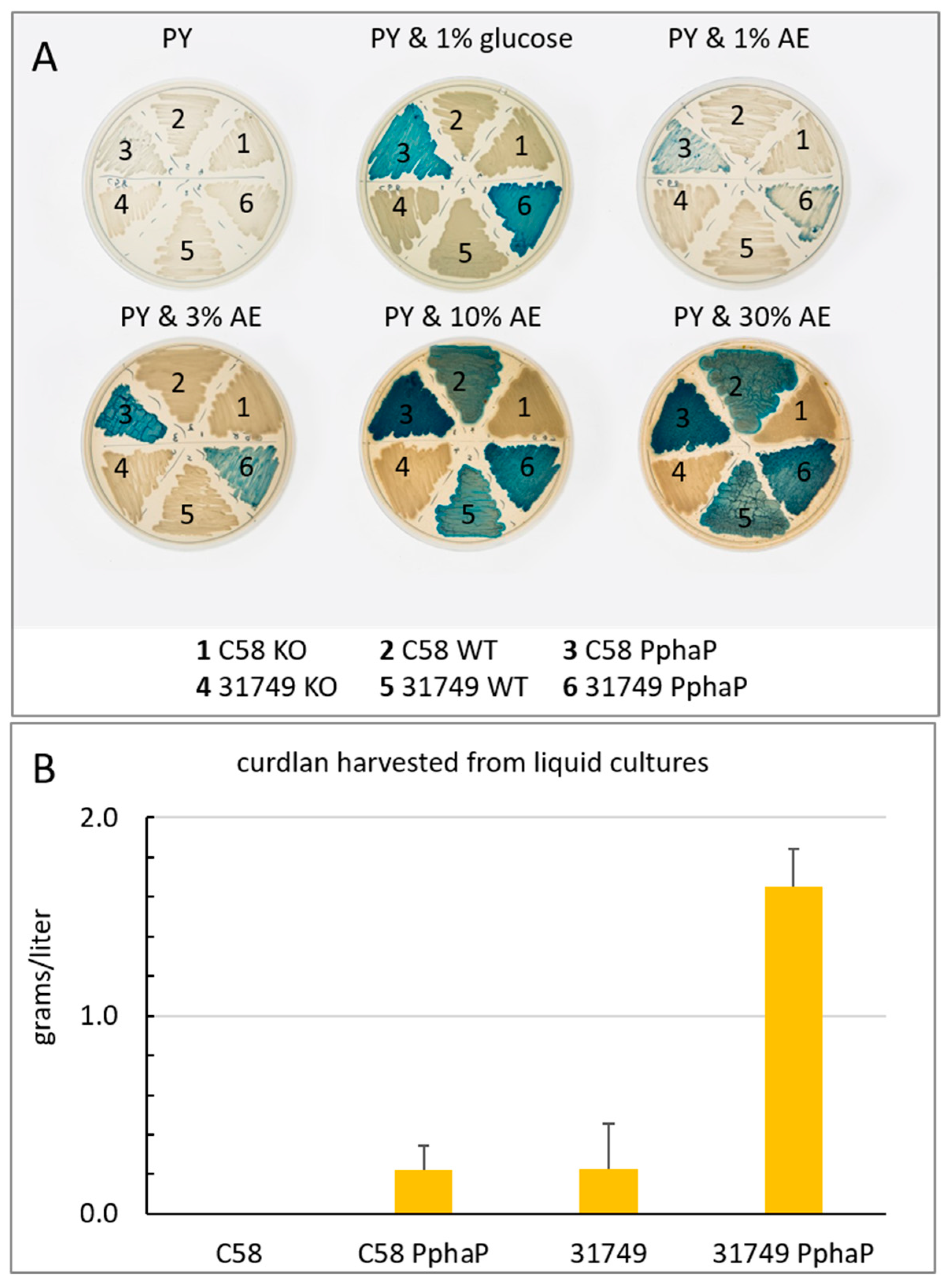 Genetic Engineering of Agrobacterium Increases Curdlan Production ...