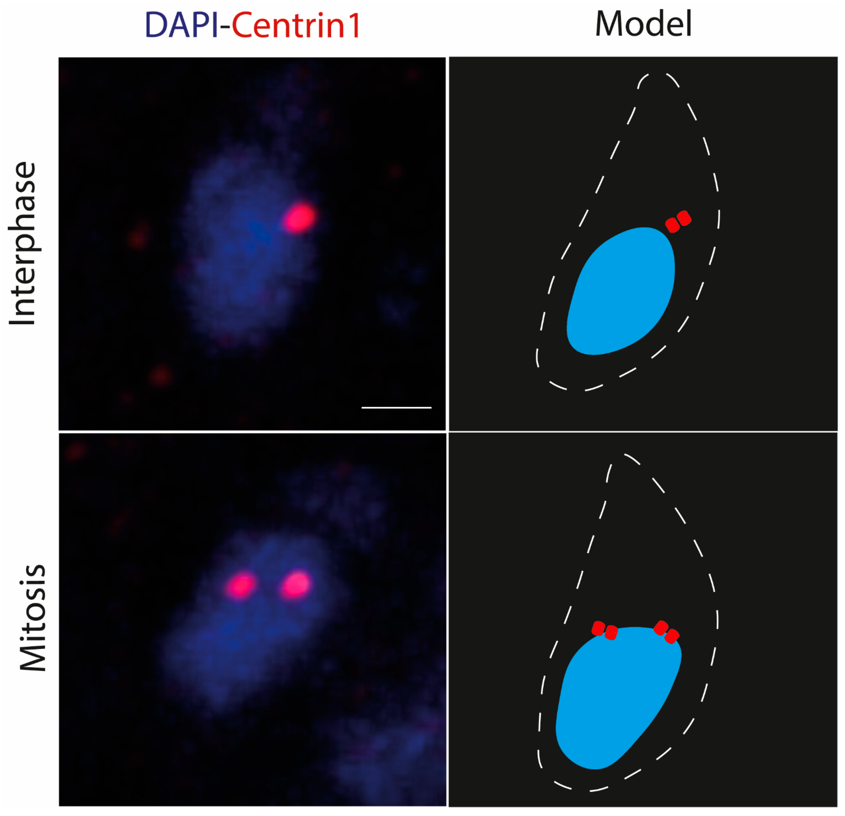 Insights into the Cell Division of Neospora caninum