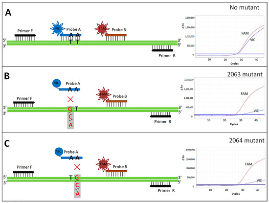 A Novel Detection Procedure for Mutations in the 23S rRNA Gene of ...