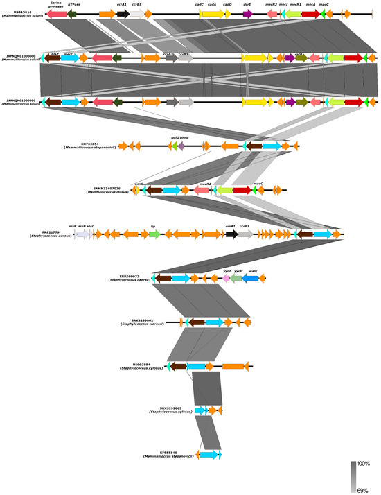 Microorganisms | Free Full-Text | Beyond the Wild MRSA: Genetic ...