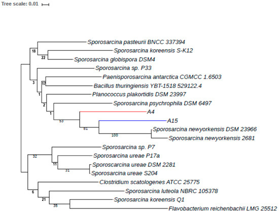 Phenotypic Characterization and Draft Genome Sequence Analyses of Two ...