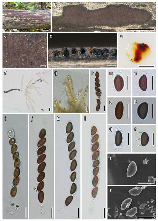 Multi-Locus Phylogeny and Morphology Reveal Two New Species of ...