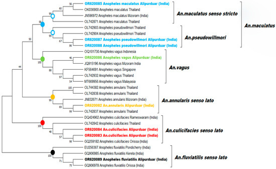 First Report of Anopheles annularis s.l., An. maculatus s.s., and An ...