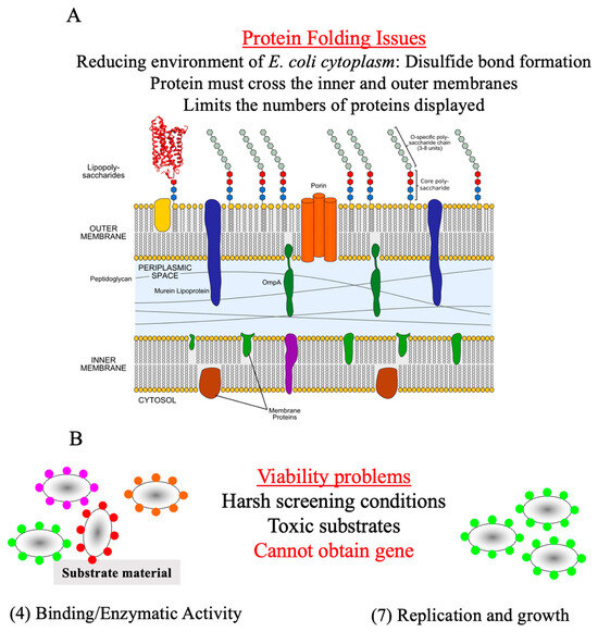 Applications of Bacillus subtilis Protein Display for Medicine ...