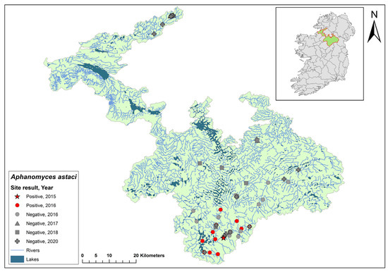 The Crayfish Plague Pathogen Aphanomyces astaci in Ireland