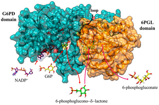Fused Enzyme Glucose-6-Phosphate Dehydrogenase::6 ...