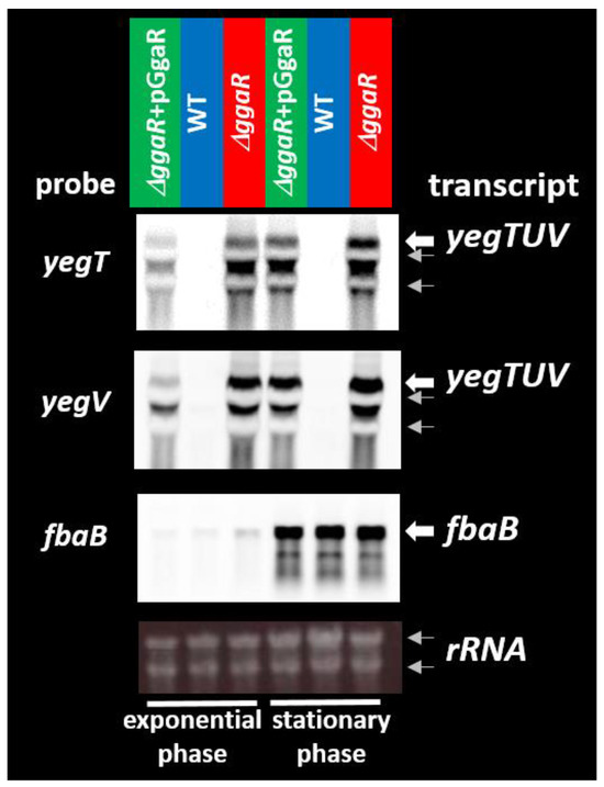 Regulatory Role of GgaR (YegW) for Glycogen Accumulation in Escherichia ...