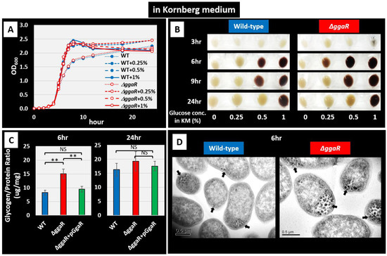 Regulatory Role of GgaR (YegW) for Glycogen Accumulation in Escherichia ...