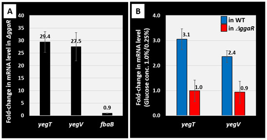 Regulatory Role of GgaR (YegW) for Glycogen Accumulation in Escherichia ...