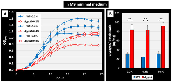 Regulatory Role of GgaR (YegW) for Glycogen Accumulation in Escherichia ...