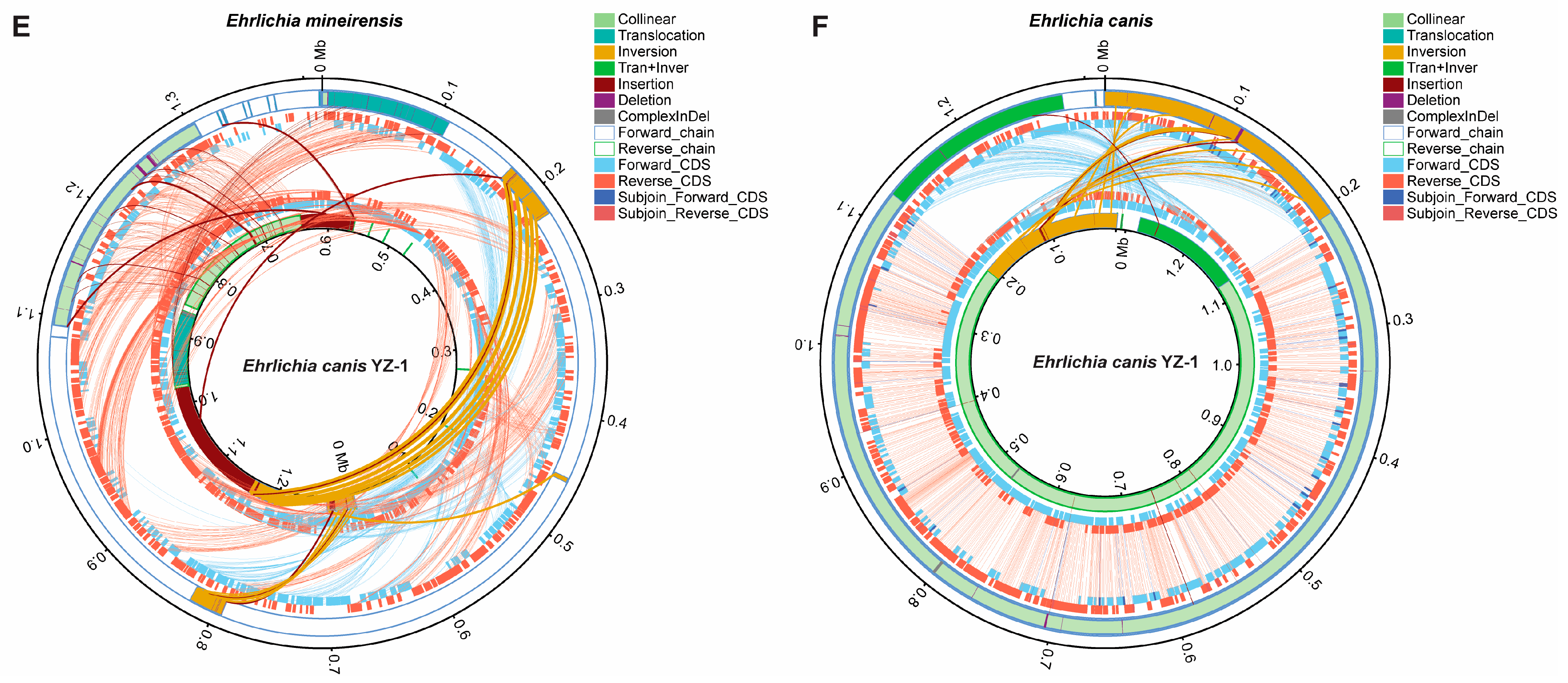 Whole Genome Sequencing and Comparative Analysis of the First Ehrlichia ...