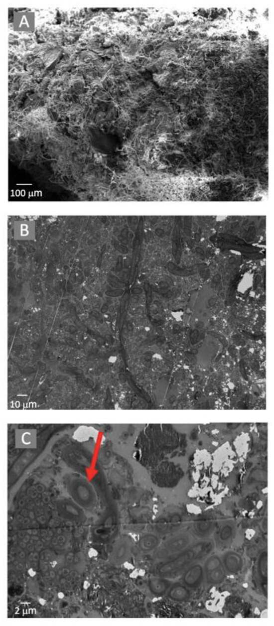 Diversity of Microbial Mats in the Makgadikgadi Salt Pans, Botswana